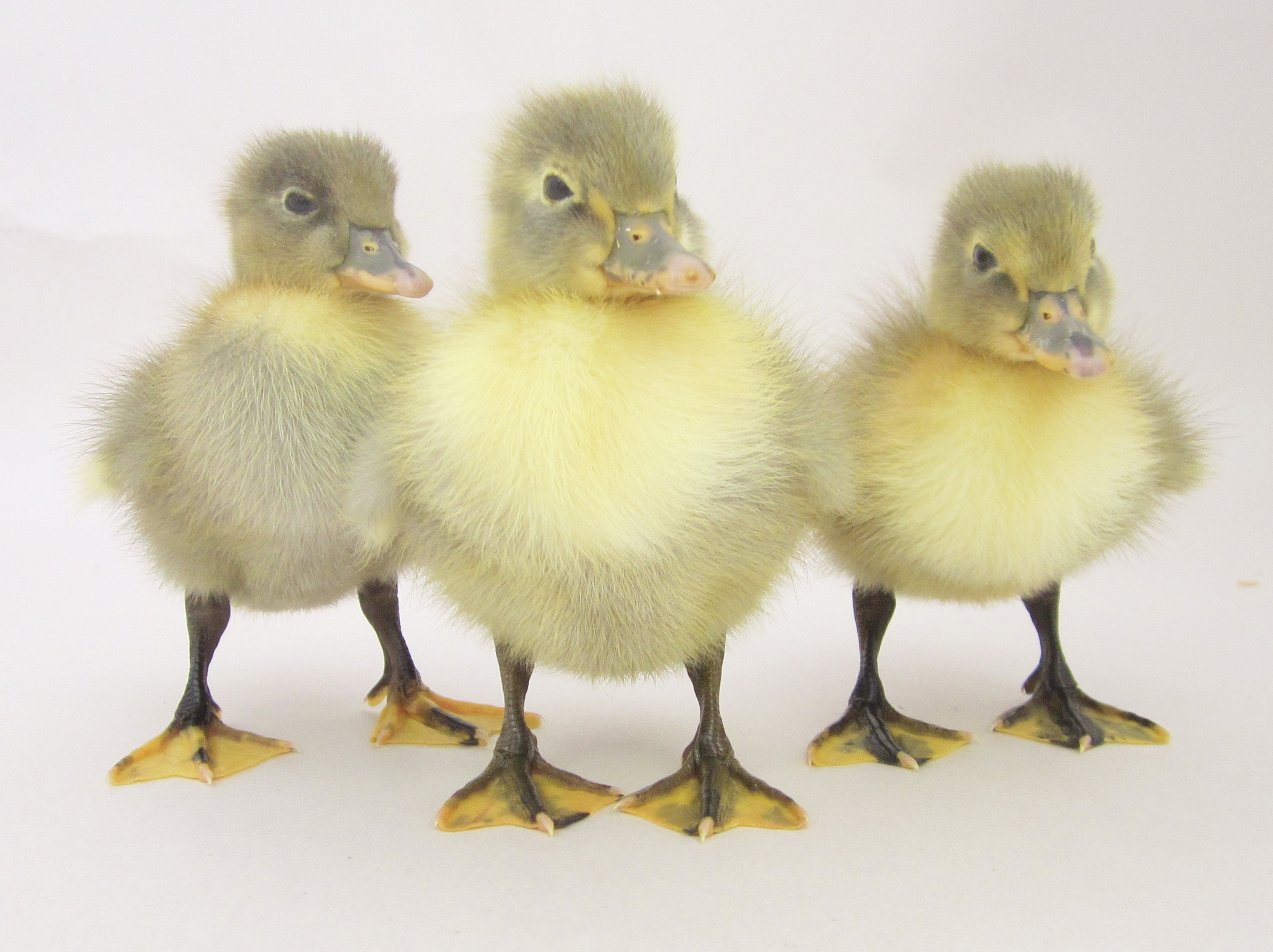 Leg Band and Color Identification of Day Old Ducklings – Meyer Hatchery