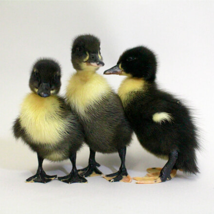 Leg Band and Color Identification of Day Old Ducklings – Meyer Hatchery