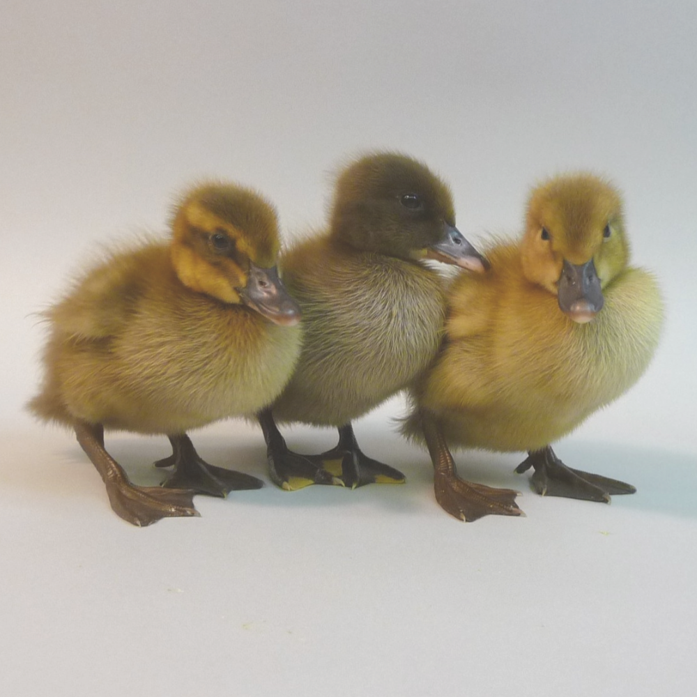 Leg Band and Color Identification of Day Old Ducklings – Meyer Hatchery