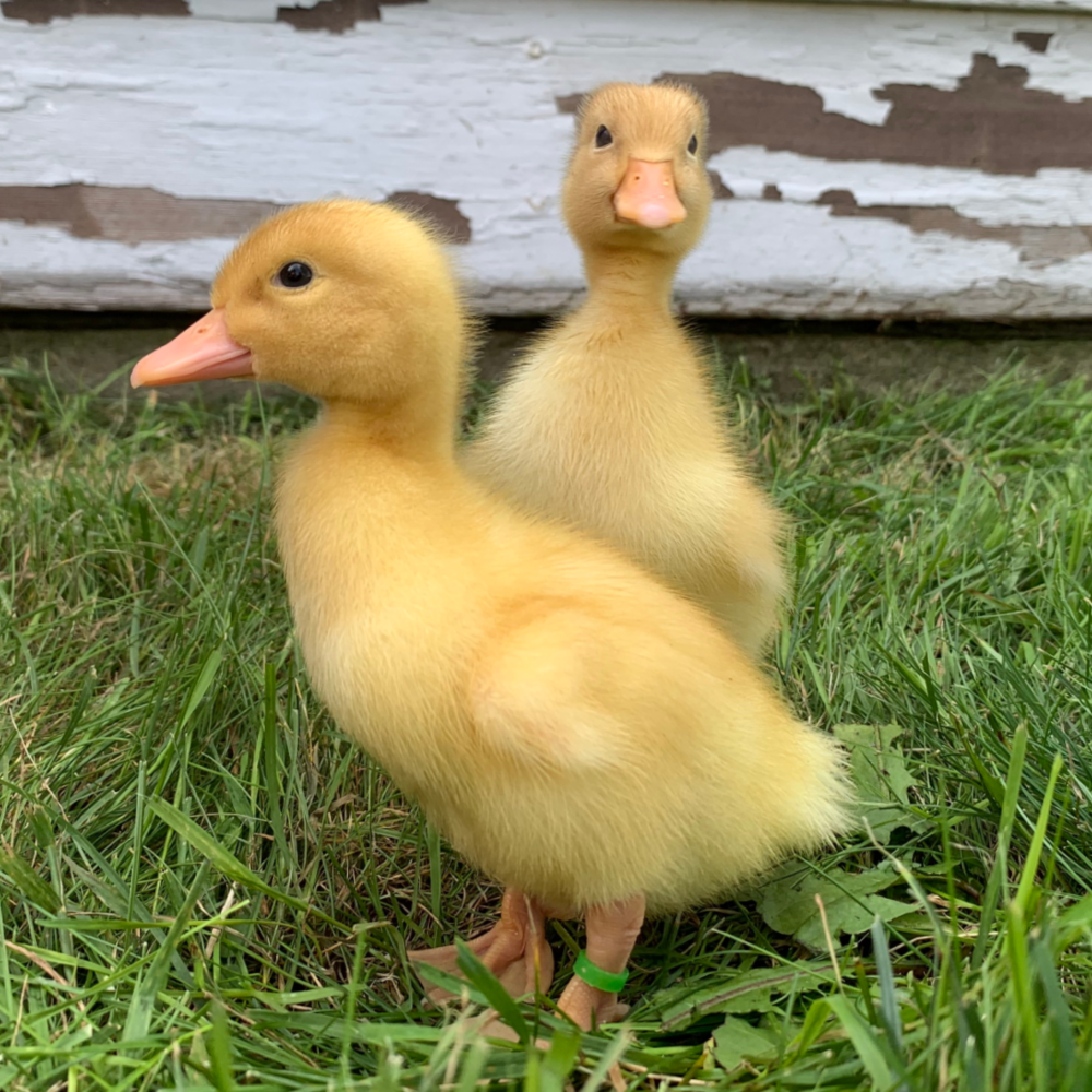 Yellow Ducklings Breed