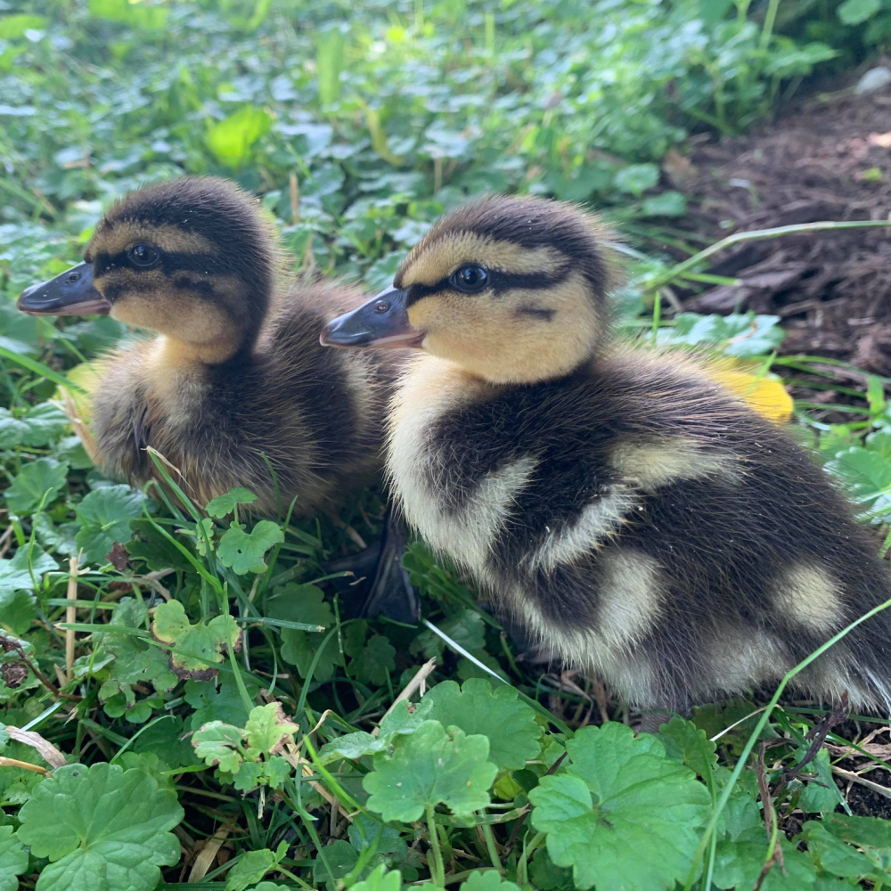 Yellow Ducklings Breed