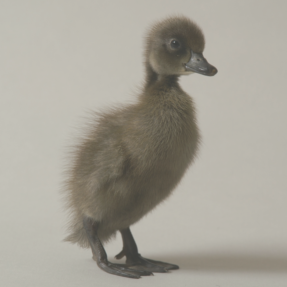 Leg Band and Color Identification of Day Old Ducklings – Meyer Hatchery