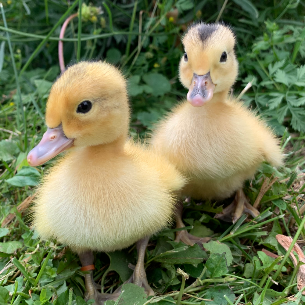 Leg Band and Color Identification of Day Old Ducklings – Meyer Hatchery