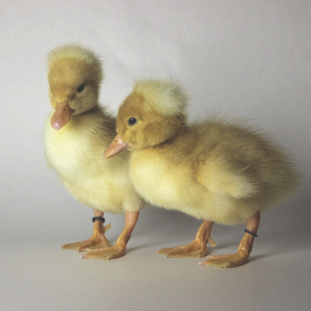 Leg Band and Color Identification of Day Old Ducklings – Meyer Hatchery