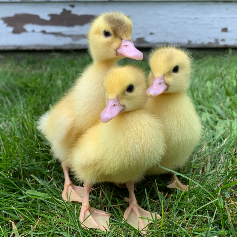 What Color Is Duckling