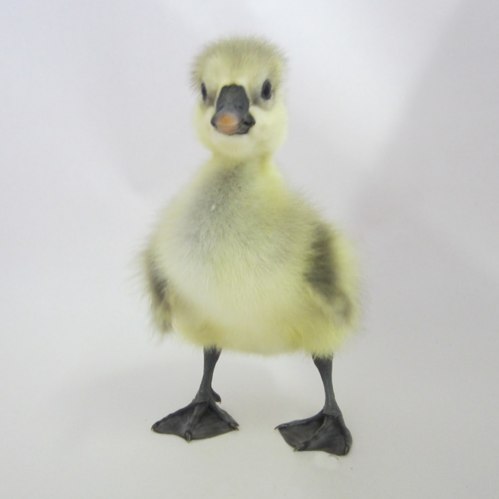 Leg Band and Color Identification of Day Old Goslings – Meyer Hatchery