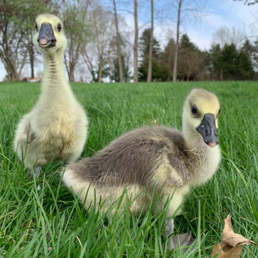Leg Band and Color Identification of Day Old Goslings – Meyer Hatchery