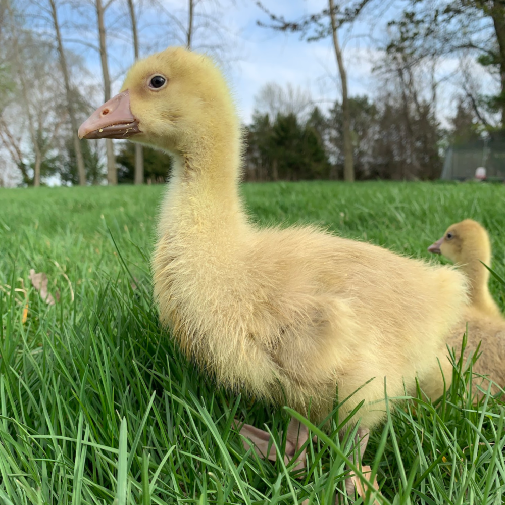 Leg Band and Color Identification of Day Old Goslings – Meyer Hatchery