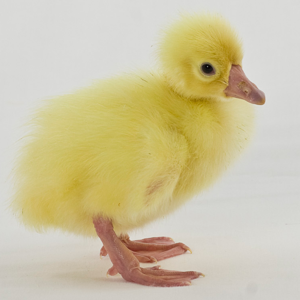 Leg Band and Color Identification of Day Old Goslings – Meyer Hatchery