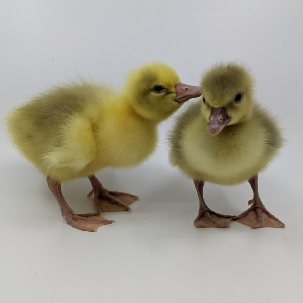 Leg Band and Color Identification of Day Old Goslings – Meyer Hatchery