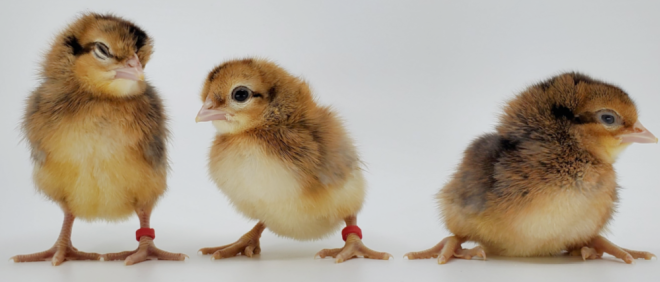 Day Old Chick Identification – Meyer Hatchery