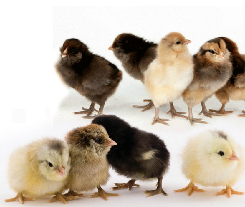 Bantam Identification – Meyer Hatchery