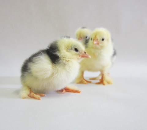 Bantam Identification – Meyer Hatchery