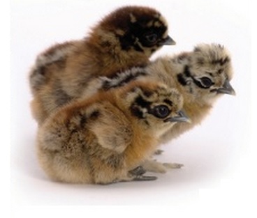 Bantam Identification – Meyer Hatchery