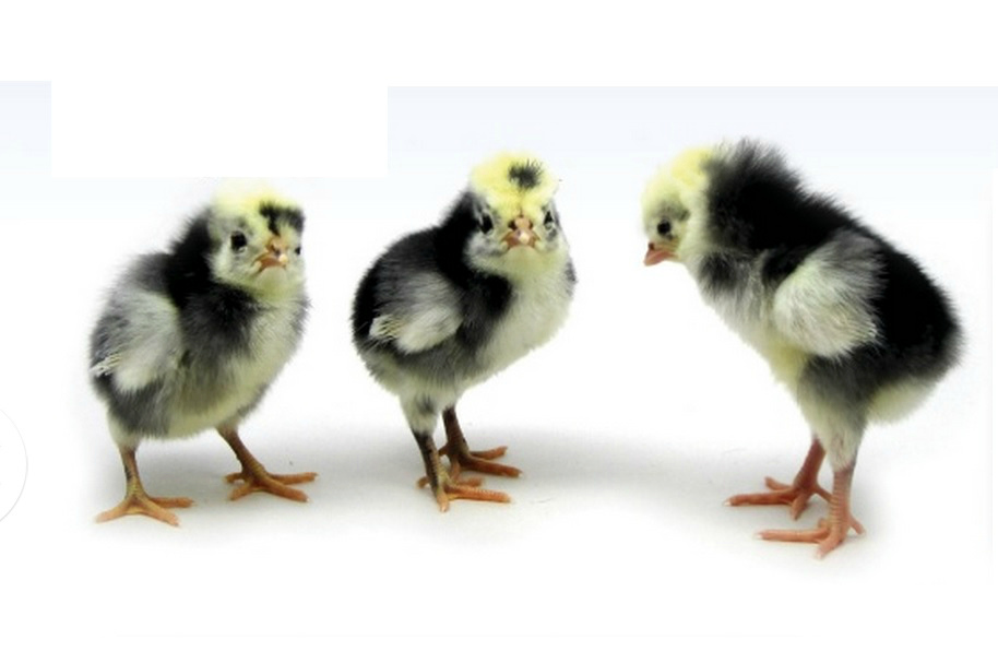 Bantam Identification – Meyer Hatchery