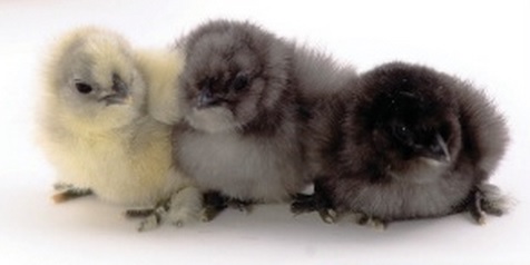 Bantam Identification – Meyer Hatchery