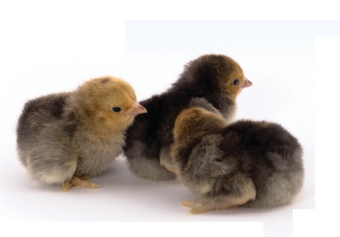 Bantam Identification – Meyer Hatchery