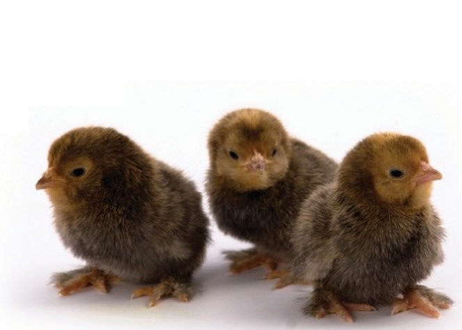 Bantam Identification – Meyer Hatchery