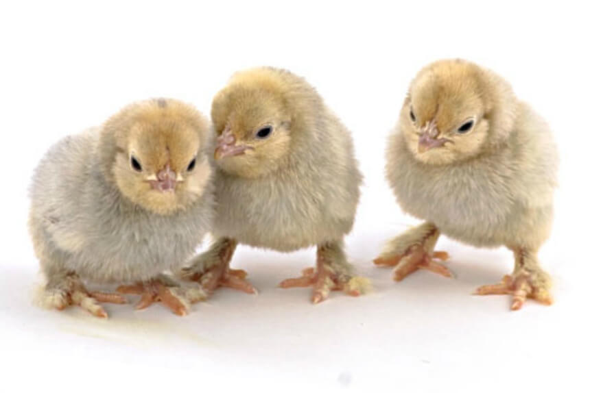 Bantam Identification – Meyer Hatchery