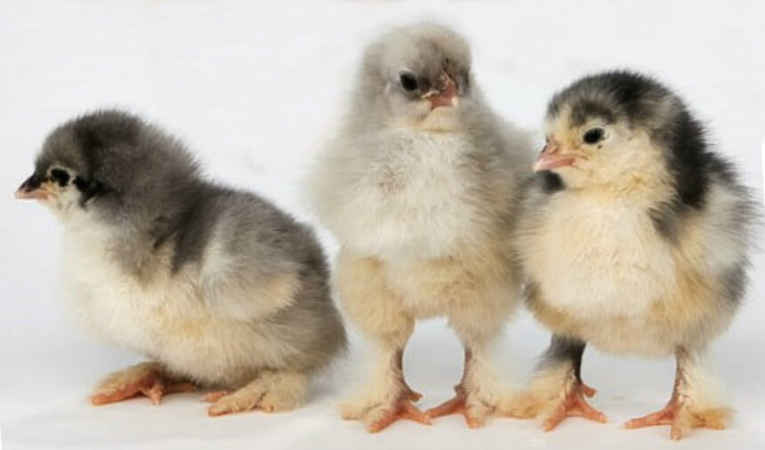 Day Old Chick Identification – Meyer Hatchery