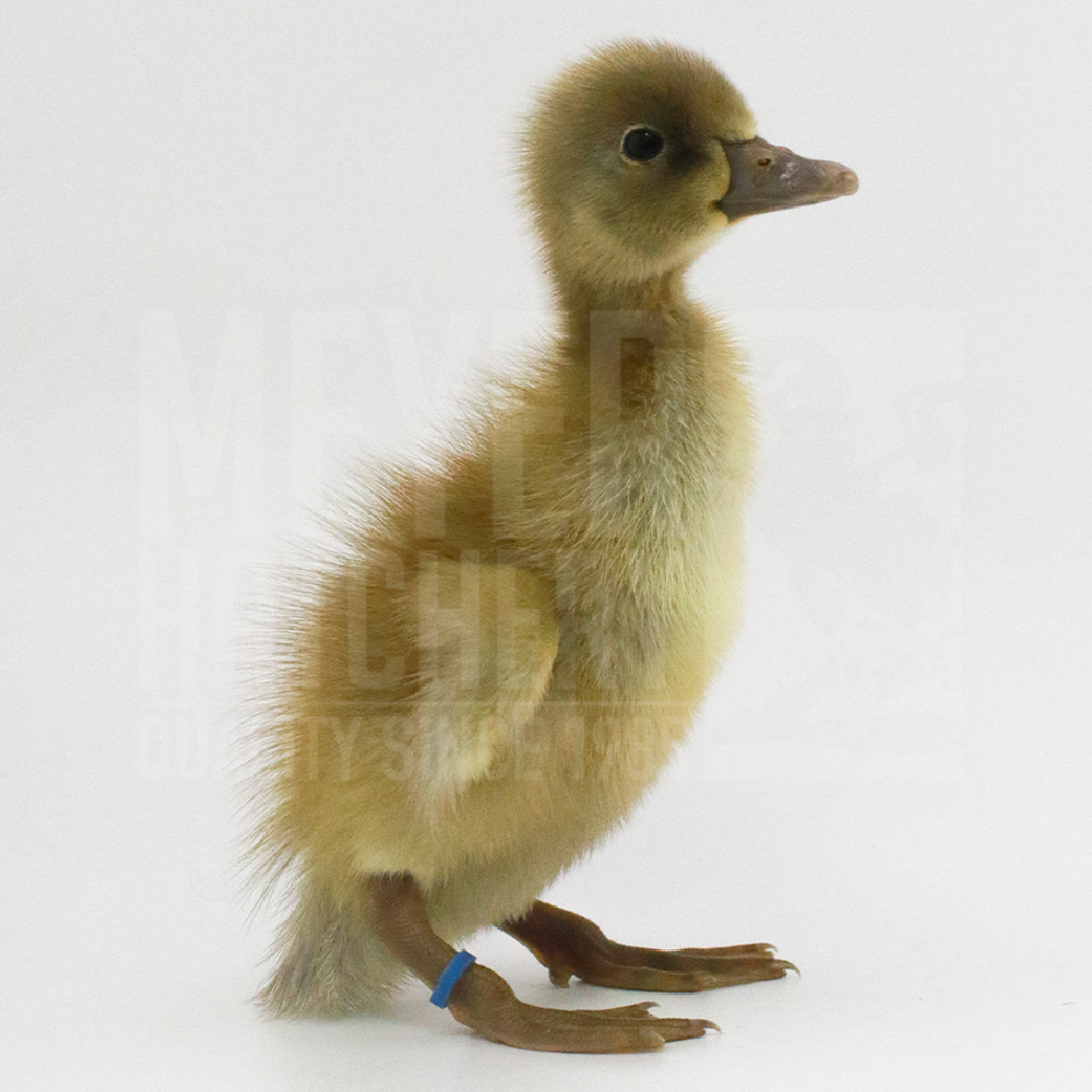 Leg Band and Color Identification of Day Old Ducklings – Meyer Hatchery