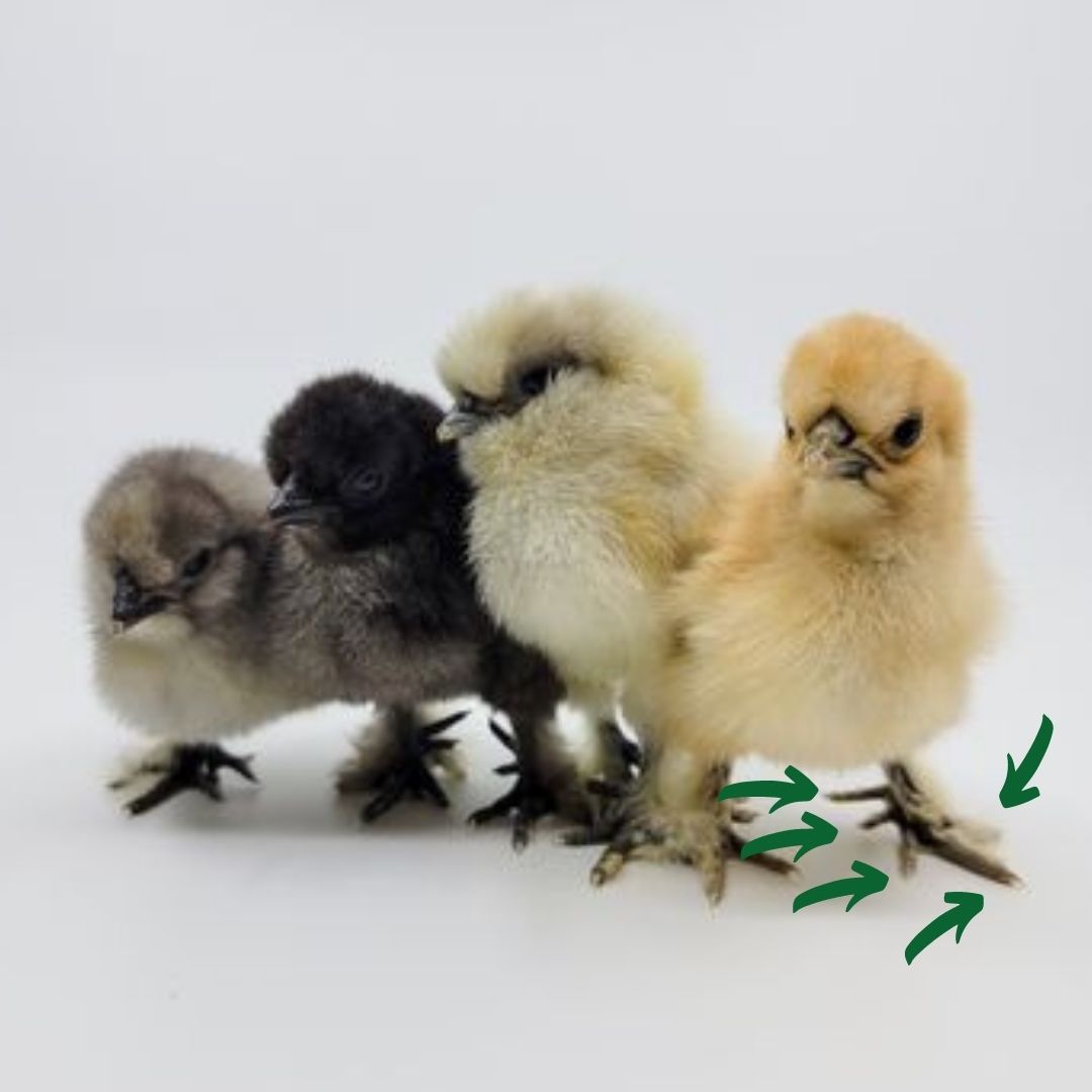 What types of chickens have 5 toes? – Meyer Hatchery