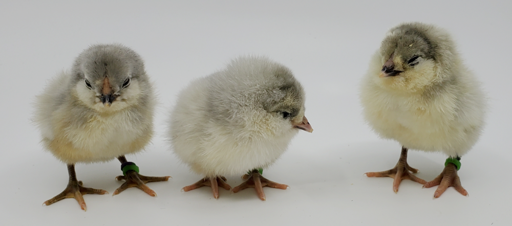 Day Old Chick Identification – Meyer Hatchery