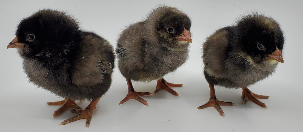 Day Old Chick Identification – Meyer Hatchery