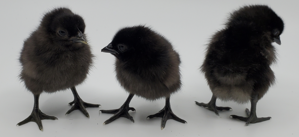 Day Old Chick Identification – Meyer Hatchery