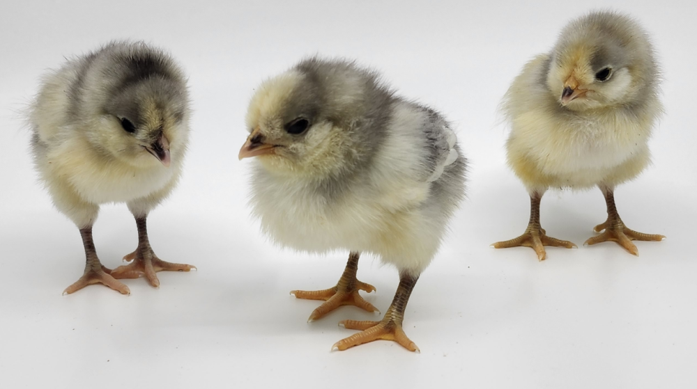 Bantam Identification – Meyer Hatchery