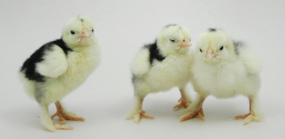Bantam Identification – Meyer Hatchery