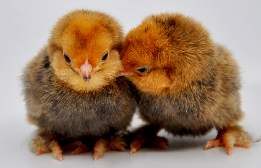 Bantam Identification – Meyer Hatchery