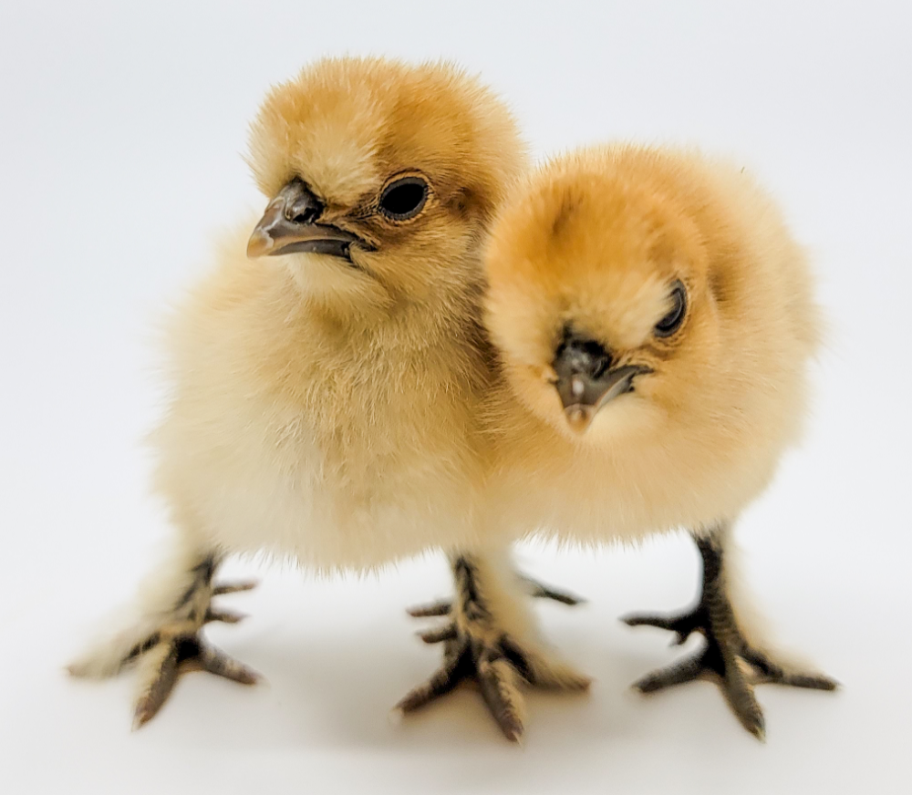 Bantam Identification – Meyer Hatchery