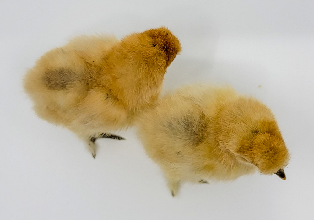 Bantam Identification – Meyer Hatchery