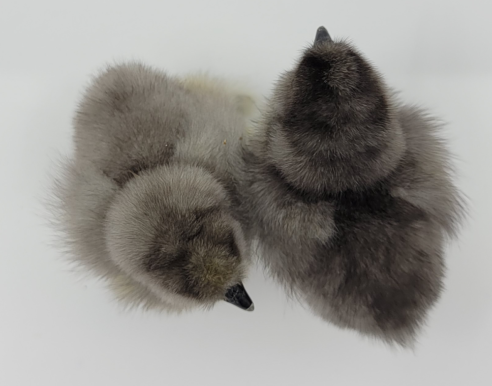Bantam Identification – Meyer Hatchery