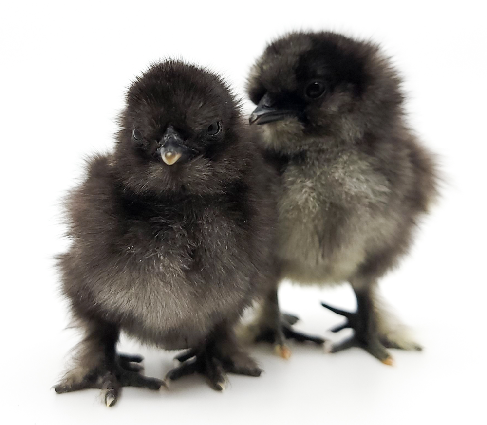 Bantam Identification – Meyer Hatchery