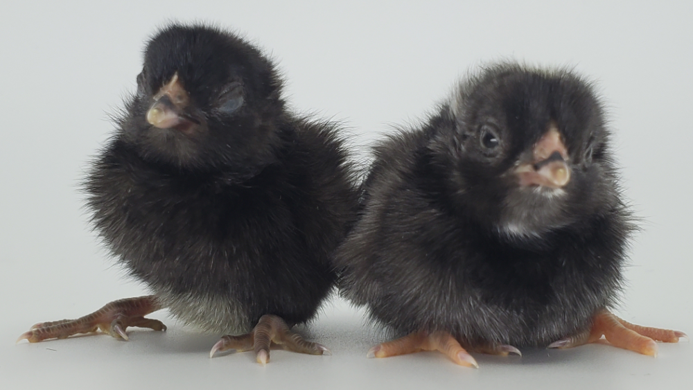 Bantam Identification – Meyer Hatchery