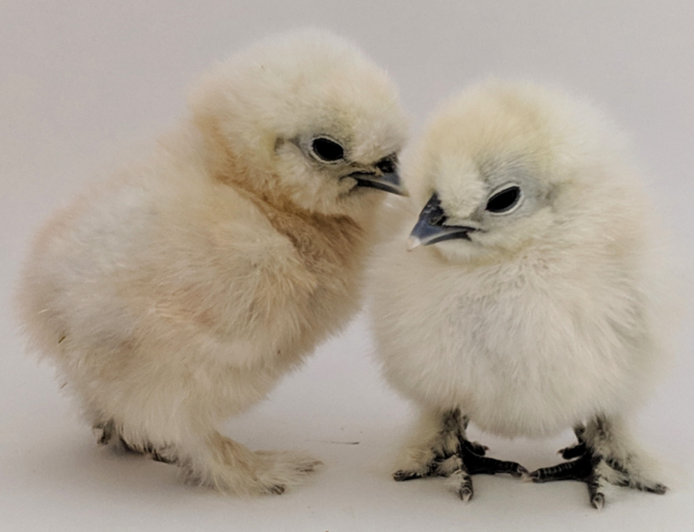 Bantam Identification – Meyer Hatchery