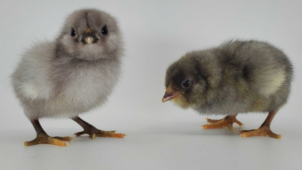 Bantam Identification – Meyer Hatchery