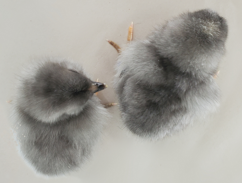 Bantam Identification – Meyer Hatchery