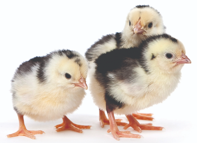Day Old Chick Identification – Meyer Hatchery
