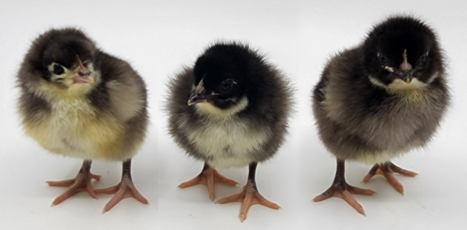 Day Old Chick Identification – Meyer Hatchery