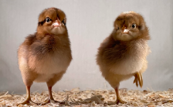 Day Old Chick Identification – Meyer Hatchery