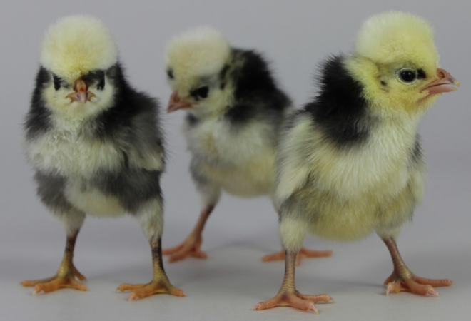 Day Old Chick Identification – Meyer Hatchery