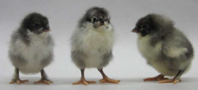 Day Old Chick Identification – Meyer Hatchery