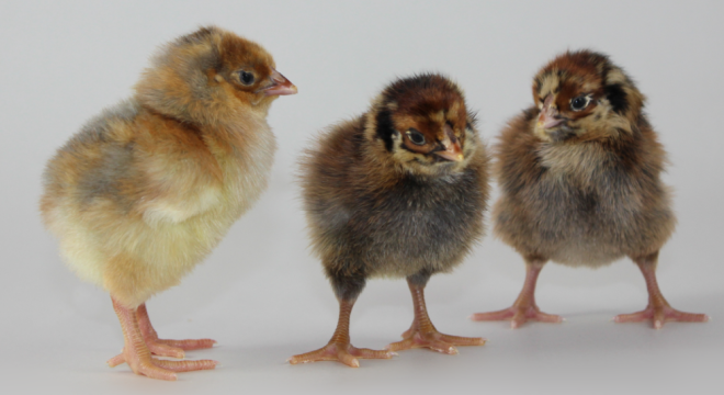 Day Old Chick Identification – Meyer Hatchery