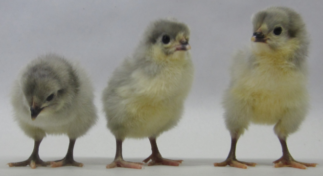 Day Old Chick Identification – Meyer Hatchery