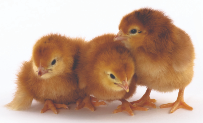 Day Old Chick Identification – Meyer Hatchery