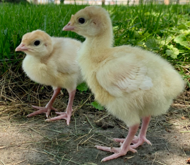 Day Old Turkey Poult Identification – Meyer Hatchery