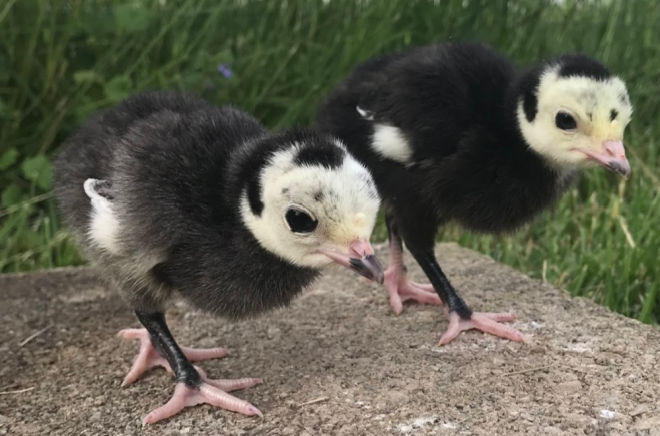 Day Old Turkey Poult Identification – Meyer Hatchery
